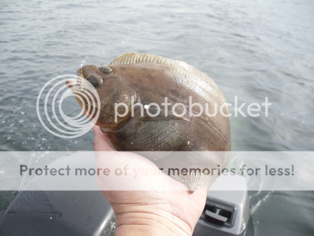Flounder Fishing | BC Fishing Reports
