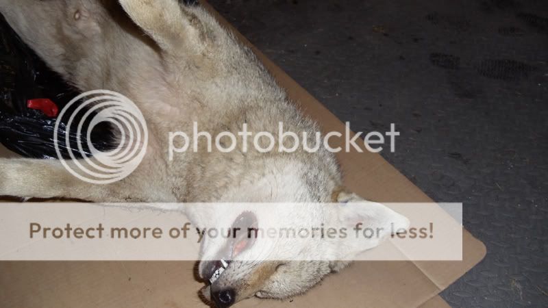 Tried air skinning a coyote... | Archery Talk Forum