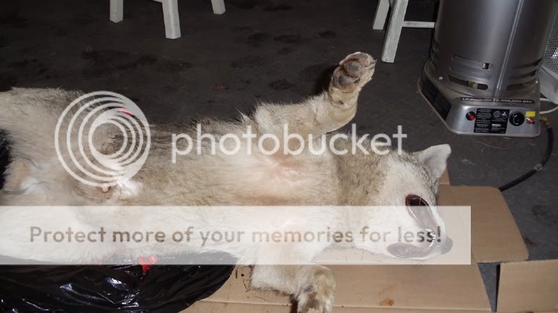 Tried air skinning a coyote... | Archery Talk Forum