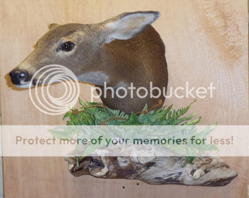 My first deer mount is done!!! | Archery Talk Forum