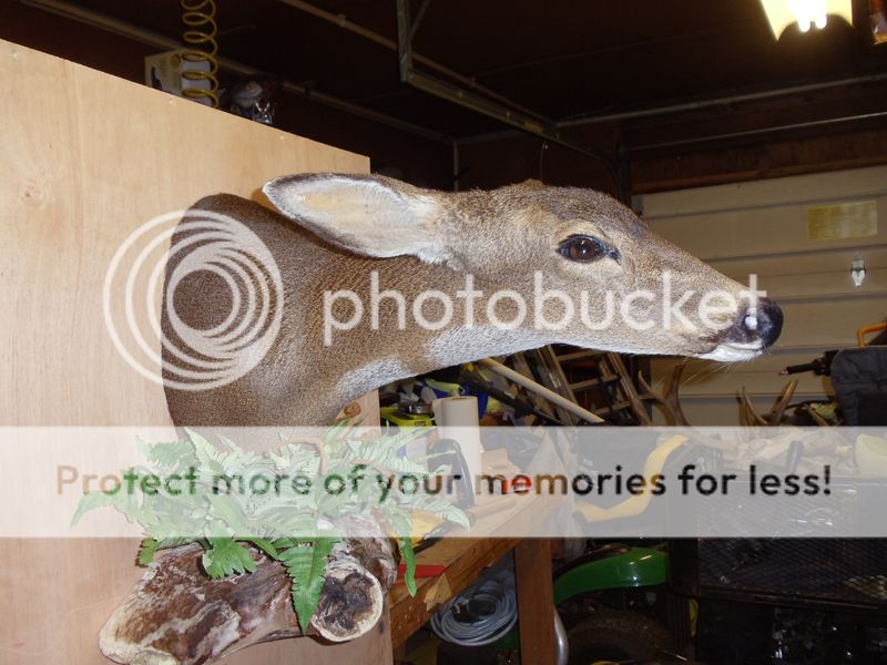 My first deer mount is done!!! | Archery Talk Forum