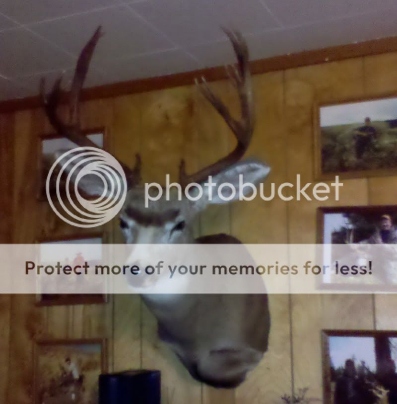 Strange but cool rack on this Mule deer mount | Archery Talk Forum
