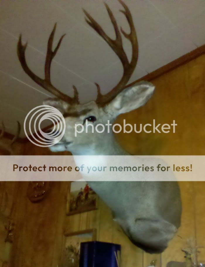 Strange but cool rack on this Mule deer mount | Archery Talk Forum
