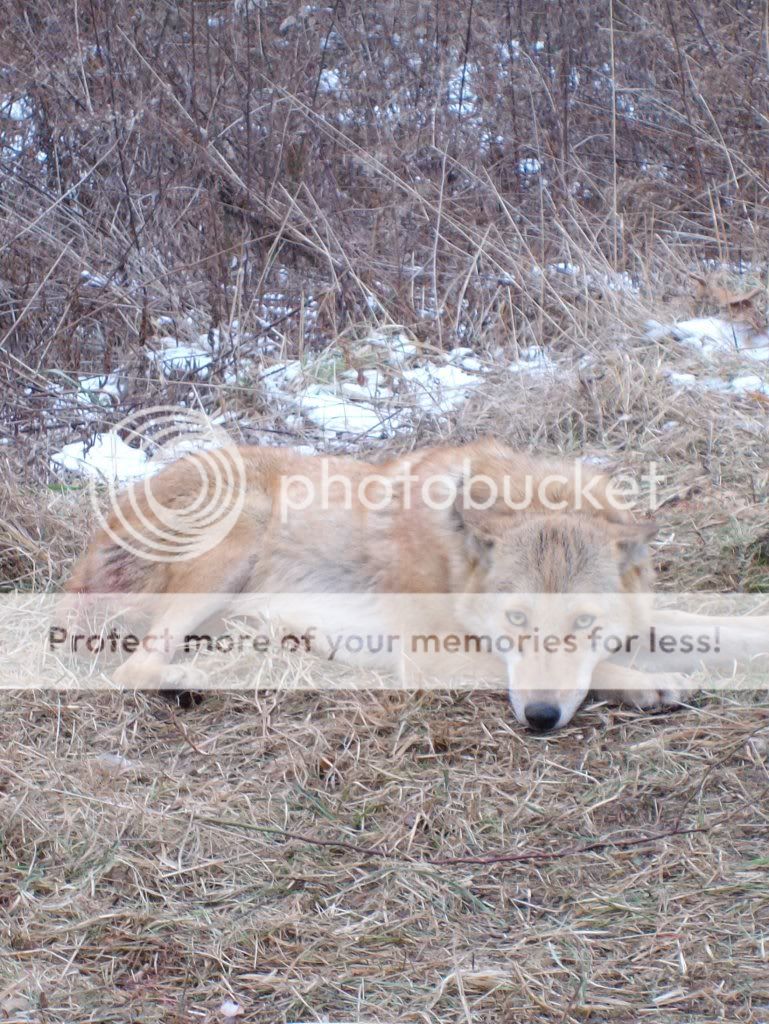 red coyote | The HuntingPA.com Outdoor Community