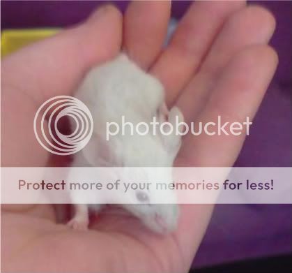 E Midlands - Baby Mice Fuzzy-Hairless and 'Normal' - Derby | Reptile Forums