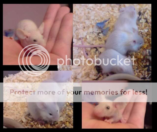 E Midlands - Baby Mice Fuzzy-Hairless and 'Normal' - Derby | Reptile Forums