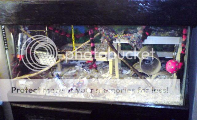 Would love to see pics of your Mouse set ups please | Reptile Forums