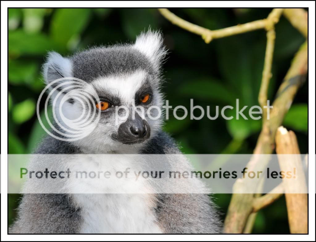 Cricket St Thomas Wildlife park - Photography and Photoshop - BRISKODA